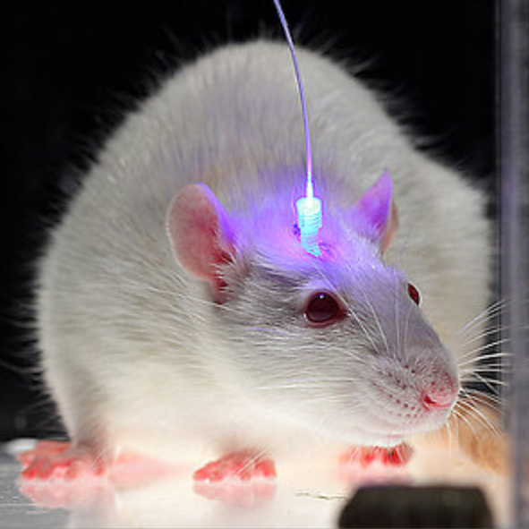 Controlling the brain with lasers! | NeuWrite San Diego