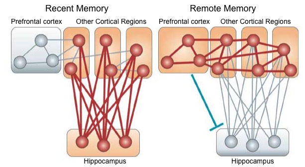 Turning the Brain ‘Inside Out’ | NeuWrite San Diego
