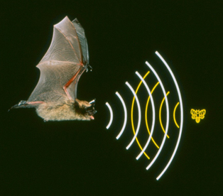 Hello Darkness My Old Friend: How Echolocation Lets Bats Rule the Night ...