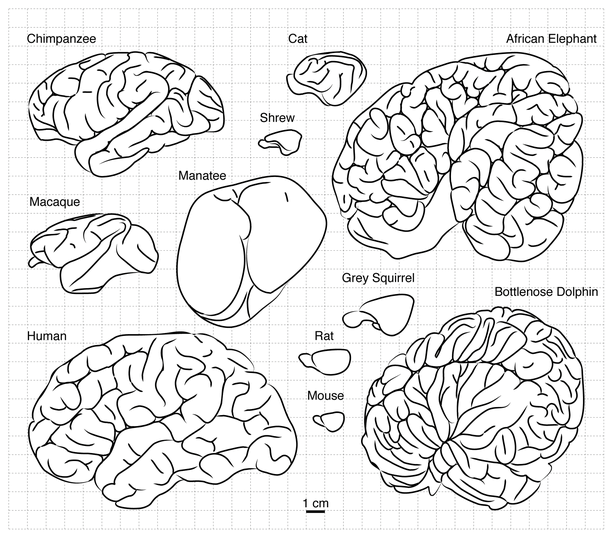 Brain origami | NeuWrite San Diego