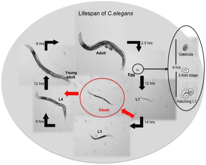 Genomes, Circuits, and the Roundworm: C. Elegans as a Model Organism ...