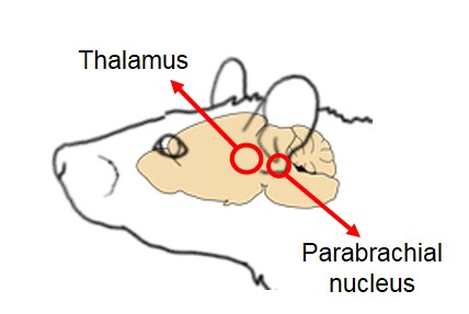 Scratch that itch | NeuWrite San Diego
