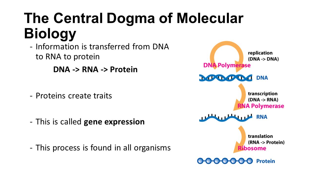 A Recipe for the Brain | NeuWrite San Diego