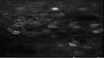 A Bright Idea: Illuminating the Brain with GCaMP | NeuWrite San Diego