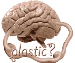The Plastic Brain: Neurotransmitter Switching | NeuWrite San Diego