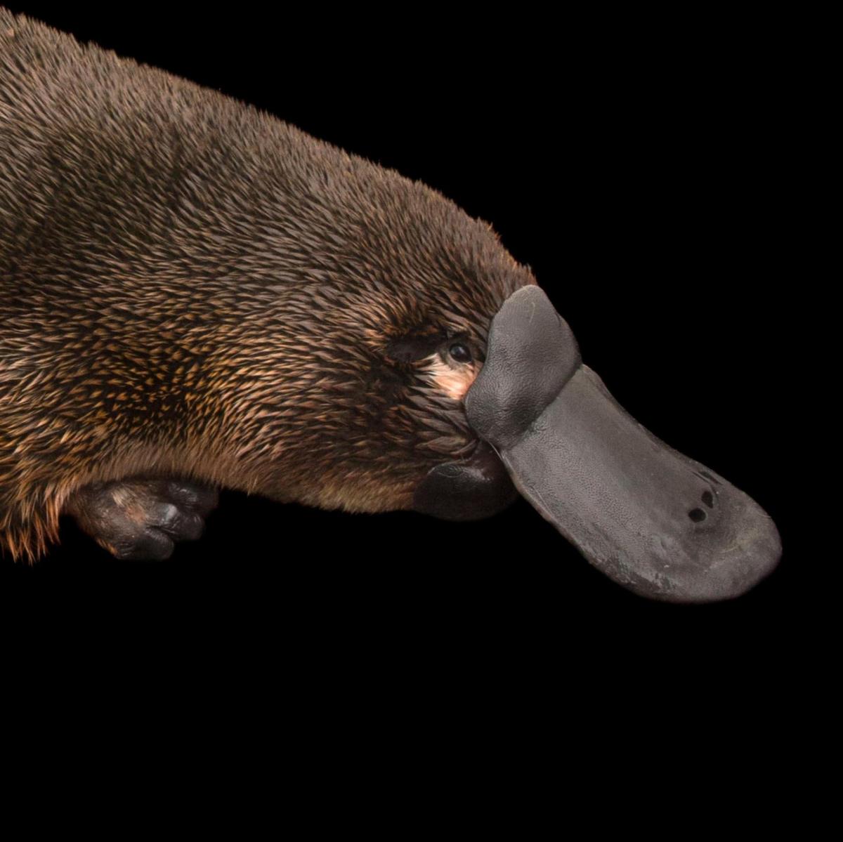 The Platypus: Sensing the Body Electric | NeuWrite San Diego