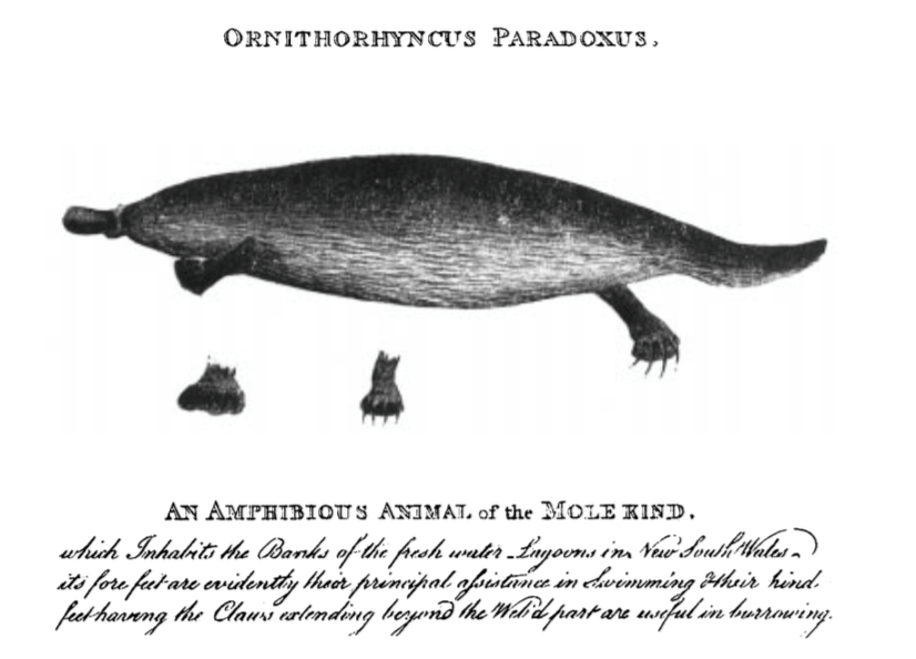 The Platypus: Sensing the Body Electric | NeuWrite San Diego