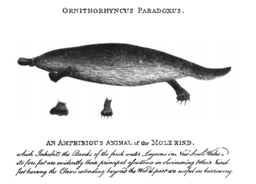 The Platypus: Sensing the Body Electric | NeuWrite San Diego