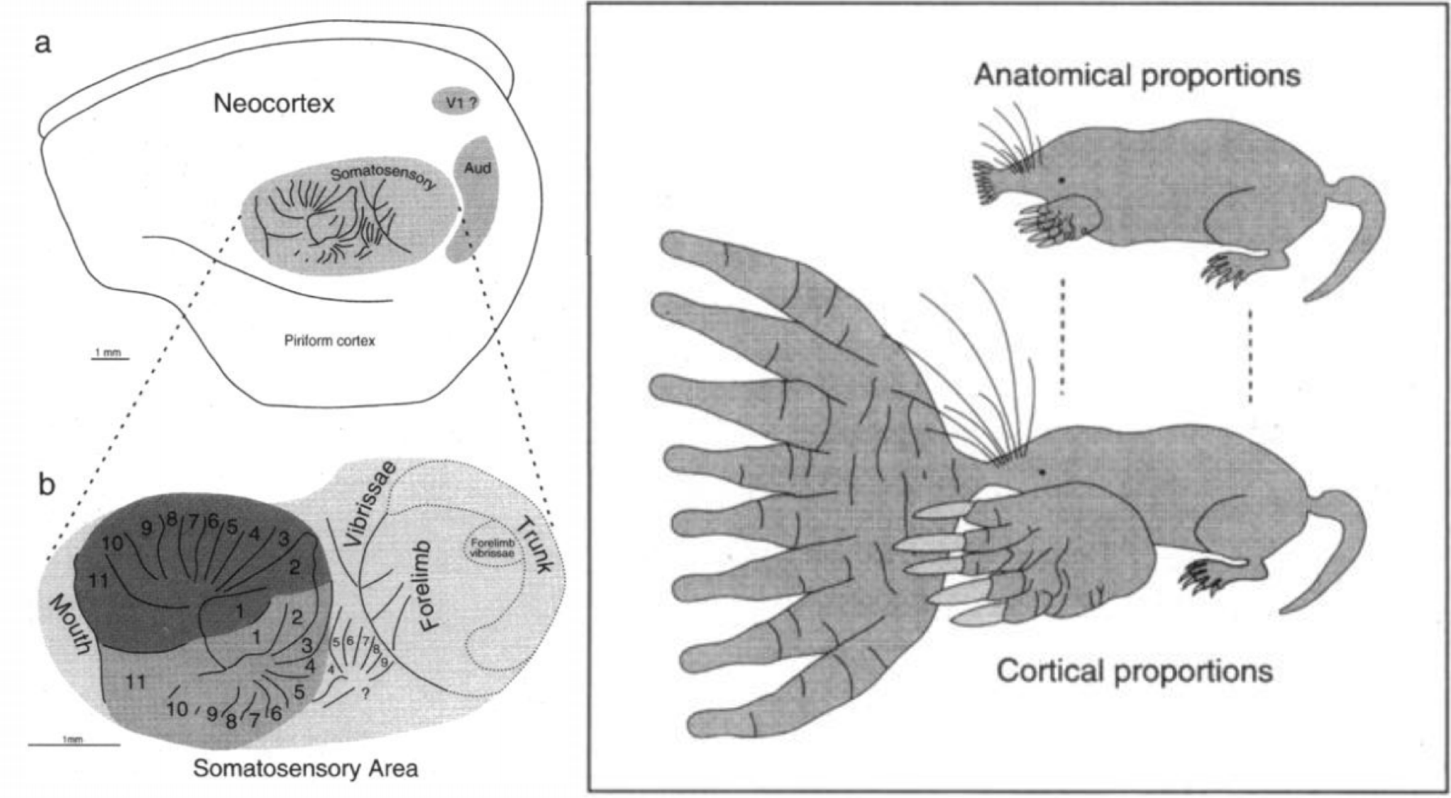 Stars for Eyes – The Neurological Wonder of the Star-Nosed Mole ...