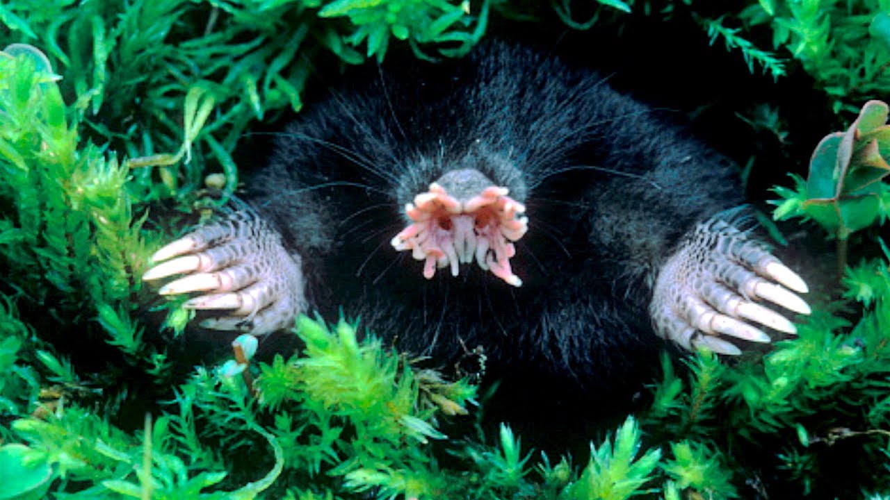Stars for Eyes – The Neurological Wonder of the Star-Nosed Mole ...