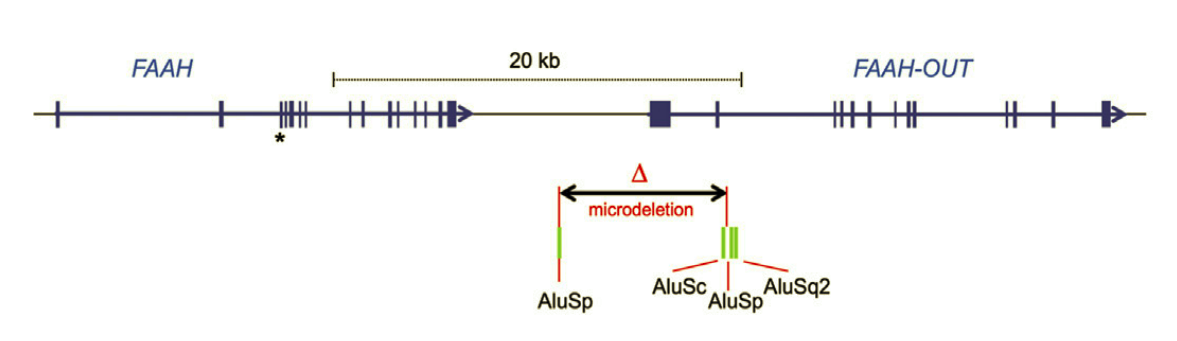 Immune to pain: new insights into chronic pain treatment | NeuWrite San ...