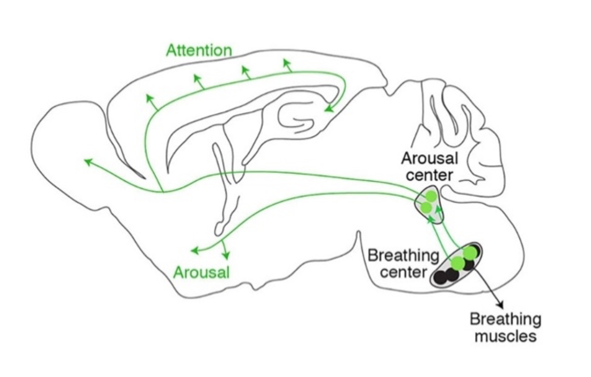 The Neuroscience of the Breath | NeuWrite San Diego