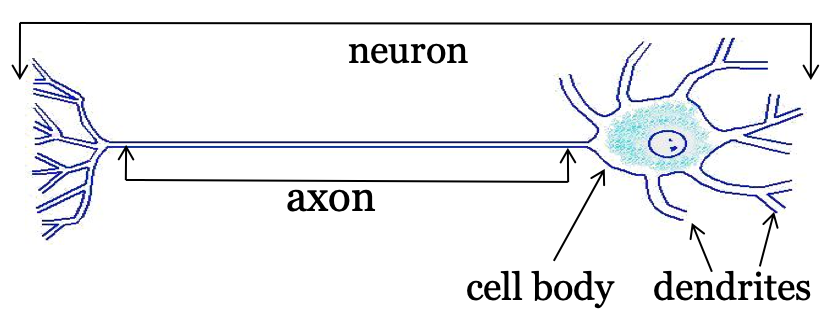 Diffusion MRI: Mapping the structural highways of the brain | NeuWrite ...