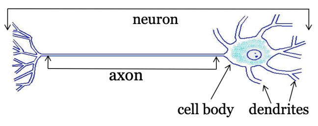 Diffusion MRI: Mapping the structural highways of the brain | NeuWrite ...
