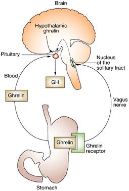 Something to sneeze at: Hunger-induced sneezing? | NeuWrite San Diego