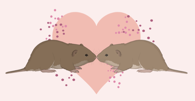 You Can’t Spell ‘Love’ Without ‘Vole’ | NeuWrite San Diego