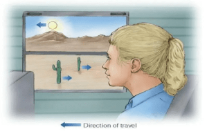 The World in 3D: A Glimpse Into Depth Perception | NeuWrite San Diego