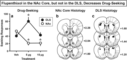 Solving the Puzzle of Addiction | NeuWrite San Diego