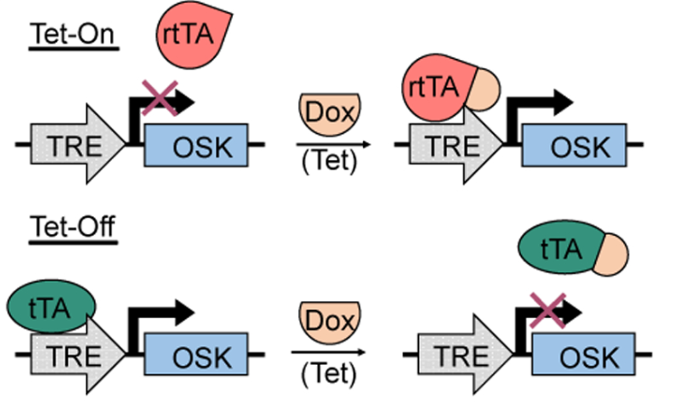 A Biological Time Machine | NeuWrite San Diego